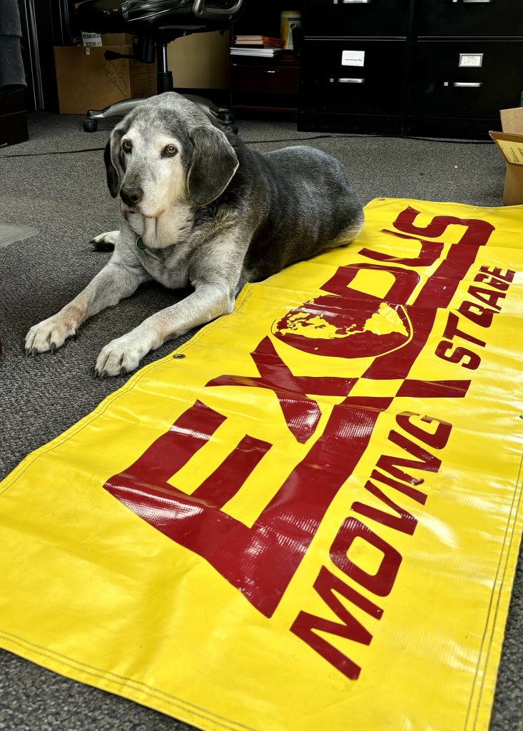 Guide to Moving with Your Dog Or Cat! | Exodus Moving & Storage